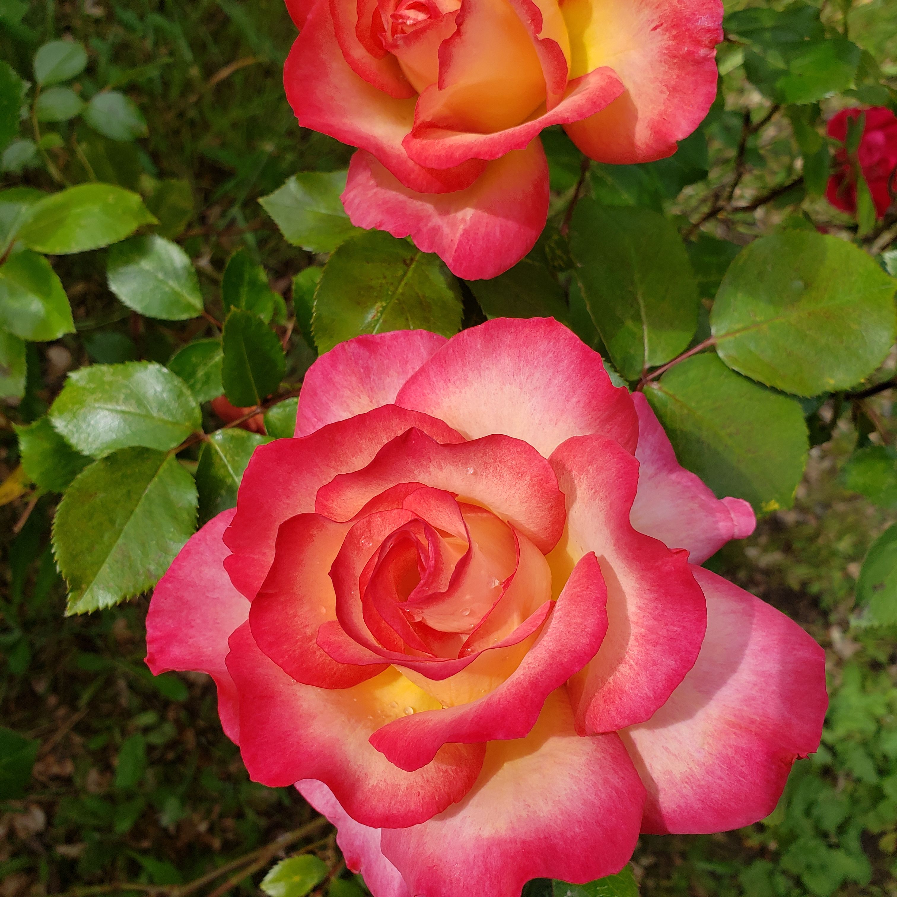 Roses – WRITE TIME AND AGAIN